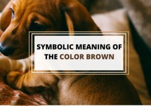 Brown: A Color Rich in Meaning and Tradition - Symbol Sage