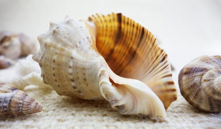 The Conch Shell in Culture and Spirituality - Symbol Sage
