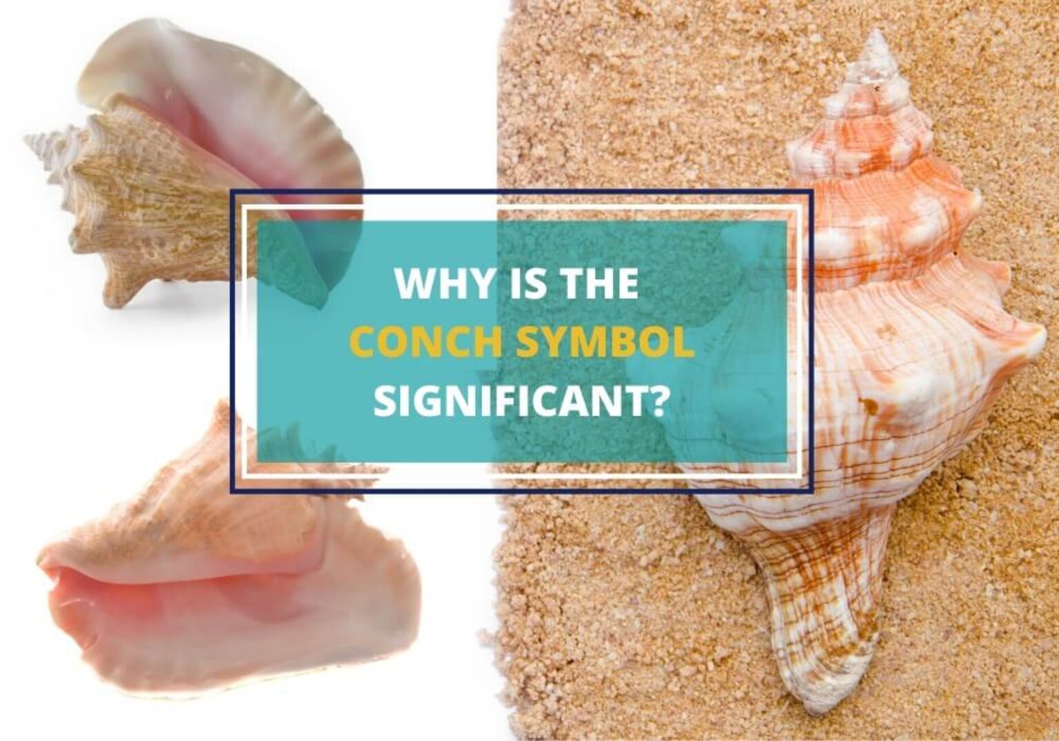 The Conch Shell in Culture and Spirituality - Symbol Sage