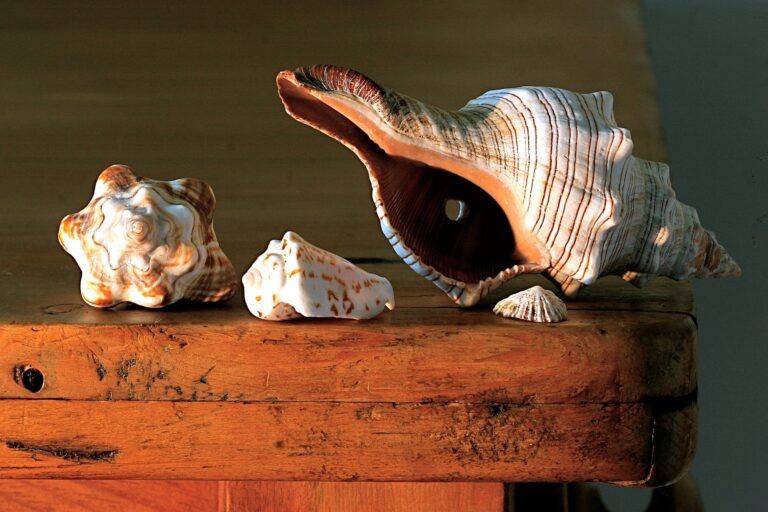 The Conch Shell in Culture and Spirituality - Symbol Sage