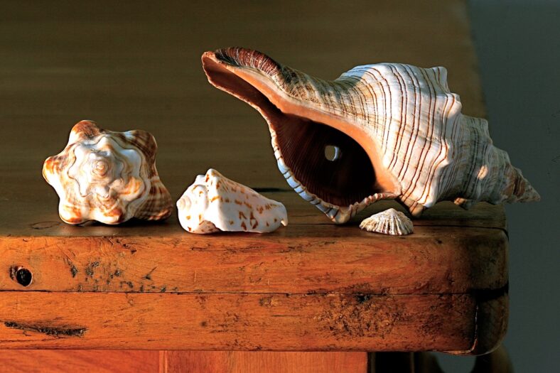 The Conch Shell in Culture and Spirituality - Symbol Sage