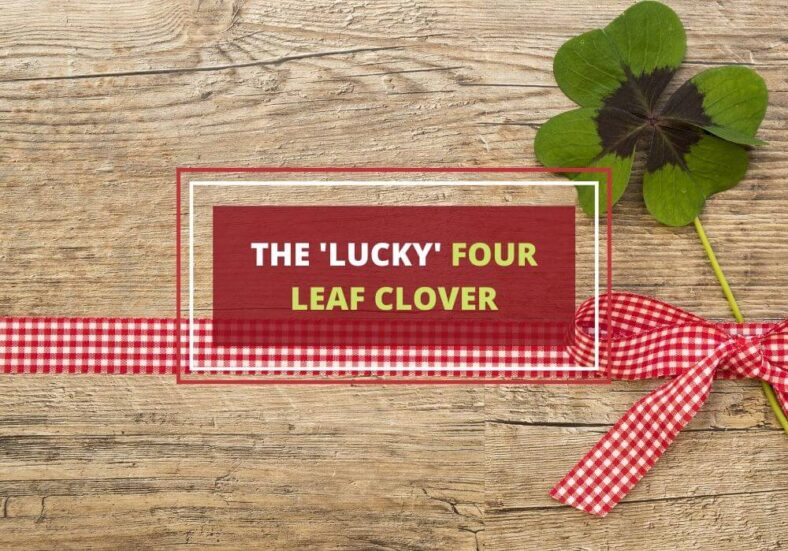 Four Leaf Clover Symbolism and Good Luck Meaning