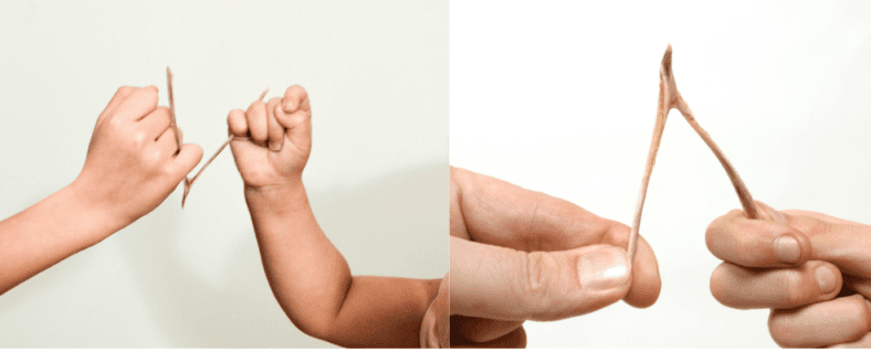 The Wishbone: From Ancient Ritual to Modern Symbolism - Symbol Sage