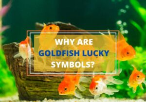 Are Goldfish More Than Just Pets? - Exploring Their Lucky Charm