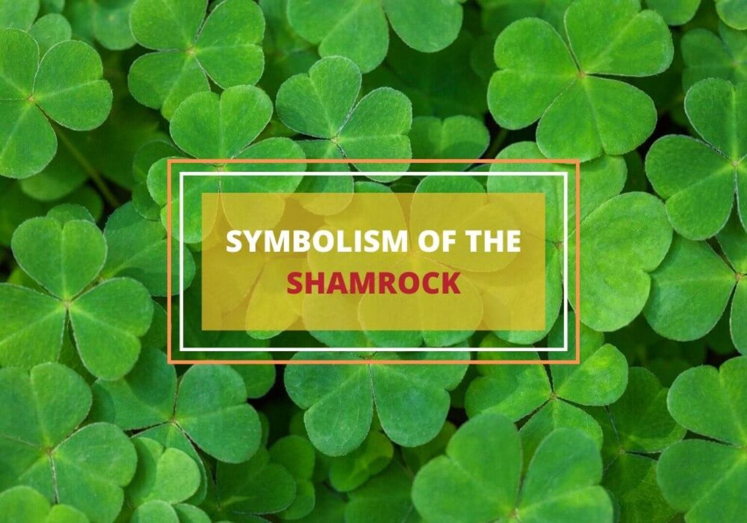 Shamrock: A Symbol of God, a Nation, and a Saint