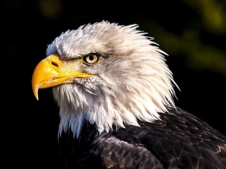 24 Powerful Symbols of Freedom (And Their Origins)