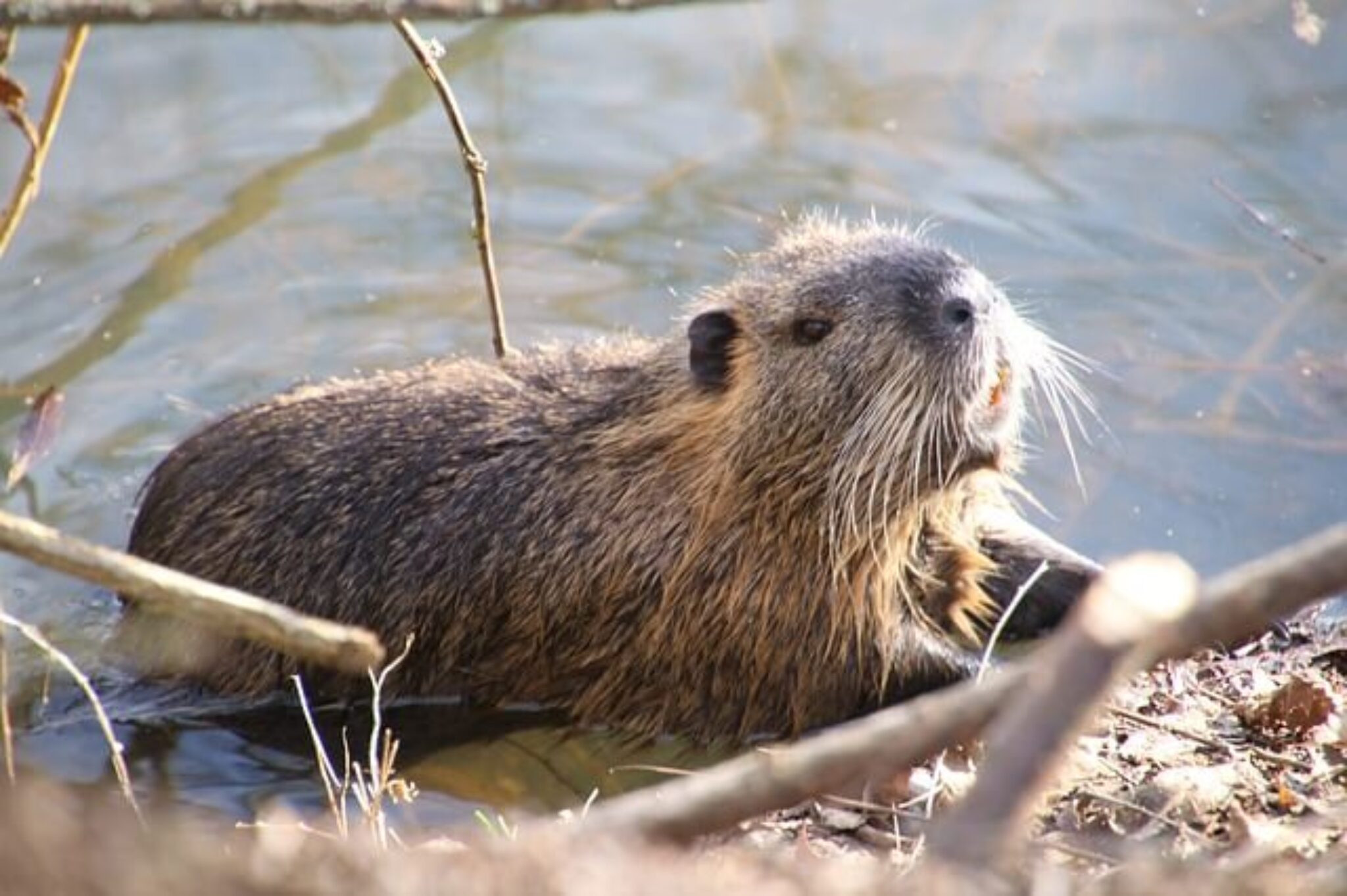 A Complete List of Canadian Symbols From Maple Leaf to Beaver - Symbol Sage