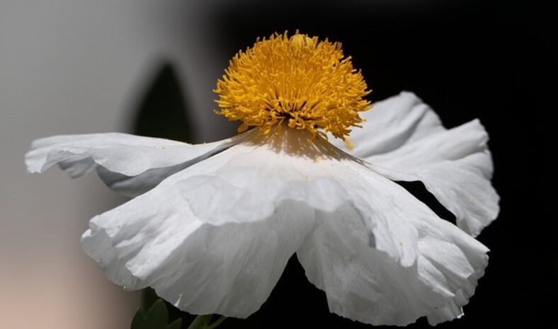 The White Poppy: A Powerful Emblem of Peace and Reflection - Symbol Sage