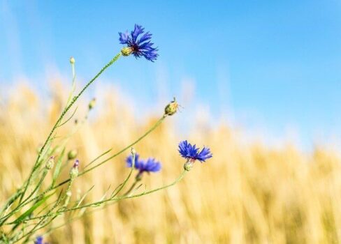 23 Popular Fertility Symbols and Their Significance