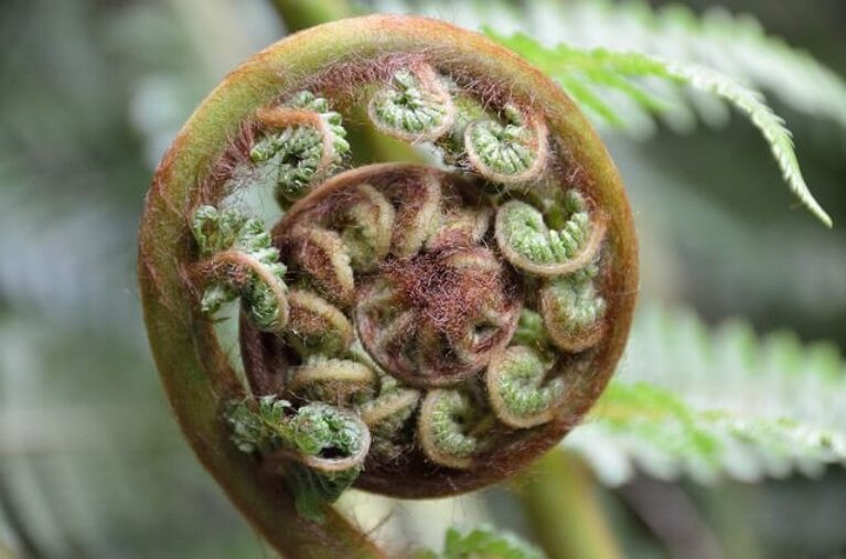 Koru – Meaning and Symbolism - Symbol Sage