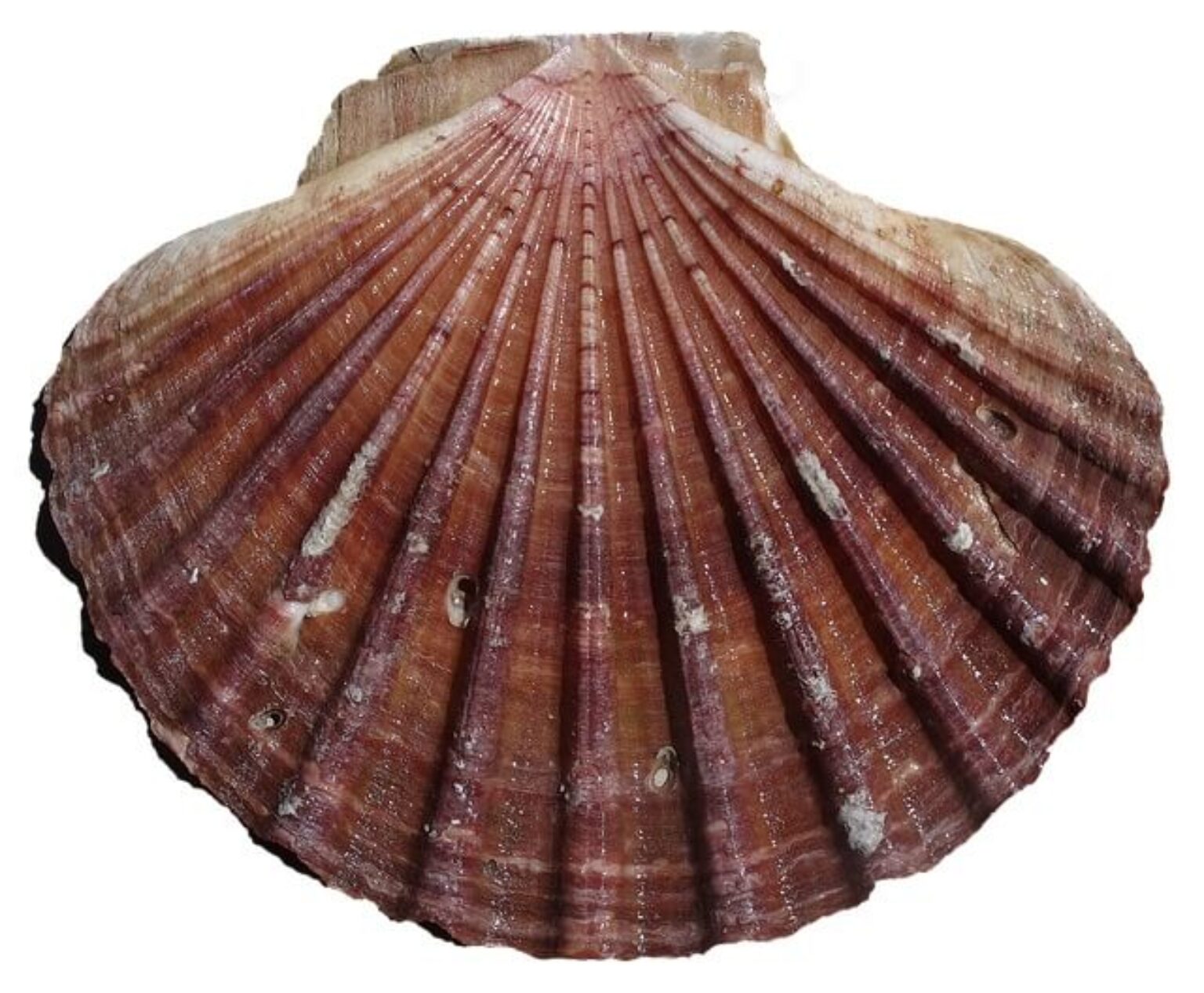 Symbols of Spain (With Images) - Symbol Sage