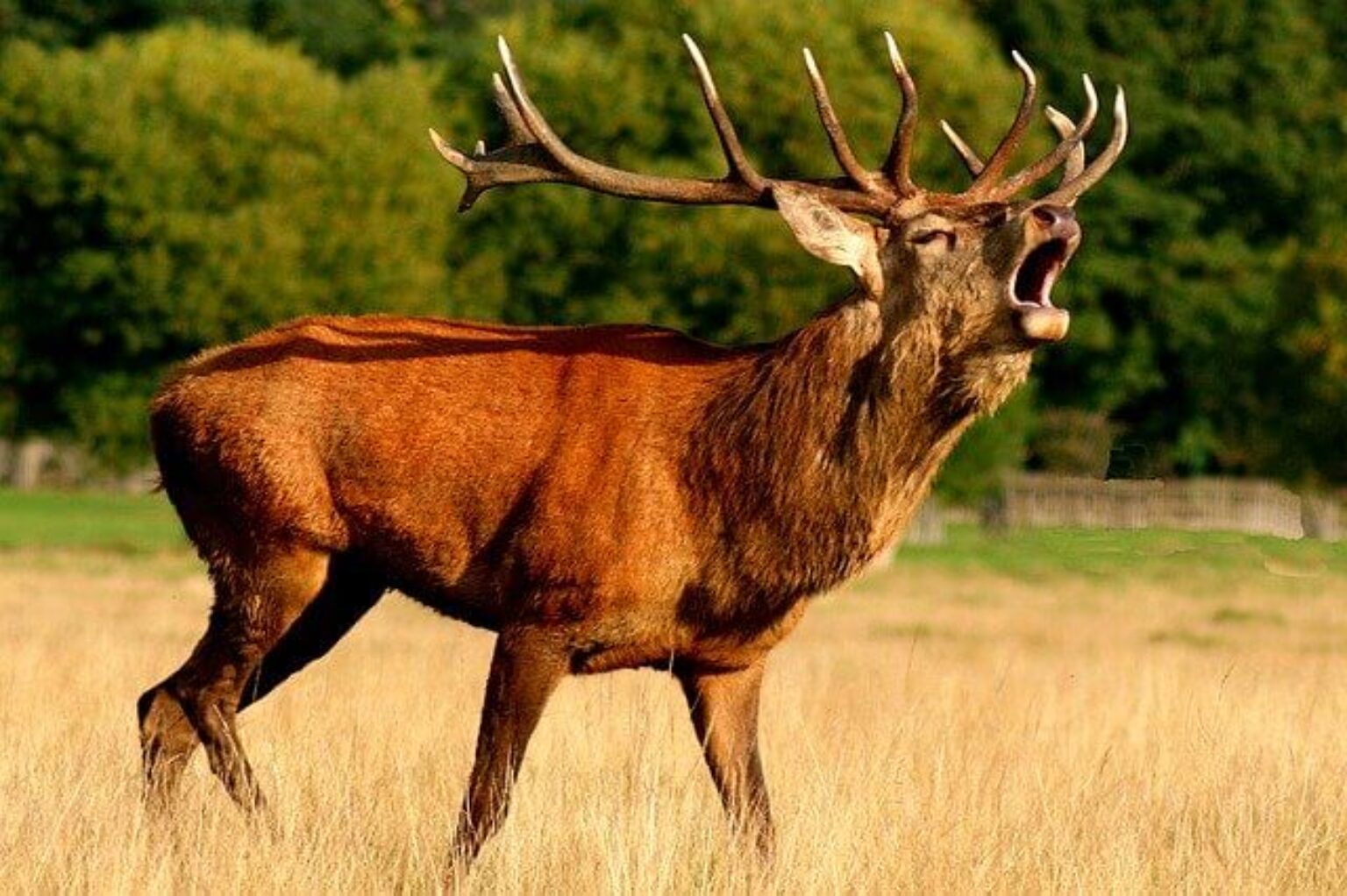 Deep Symbolism of the Celtic Stag and Why It's So Important