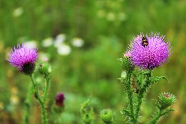 Symbols of Scotland: A Visual Guide - Symbol Sage