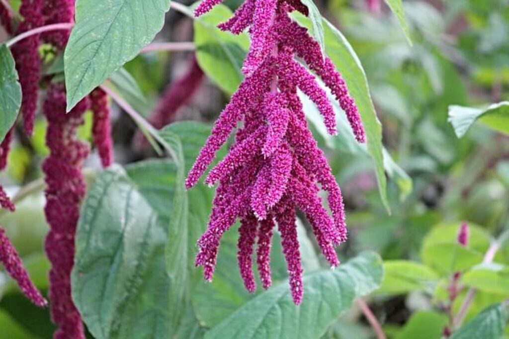 Amaranth Symbolism and Meaning - Symbol Sage