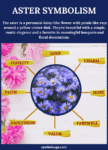 Aster – Meaning and Symbolism - Symbol Sage