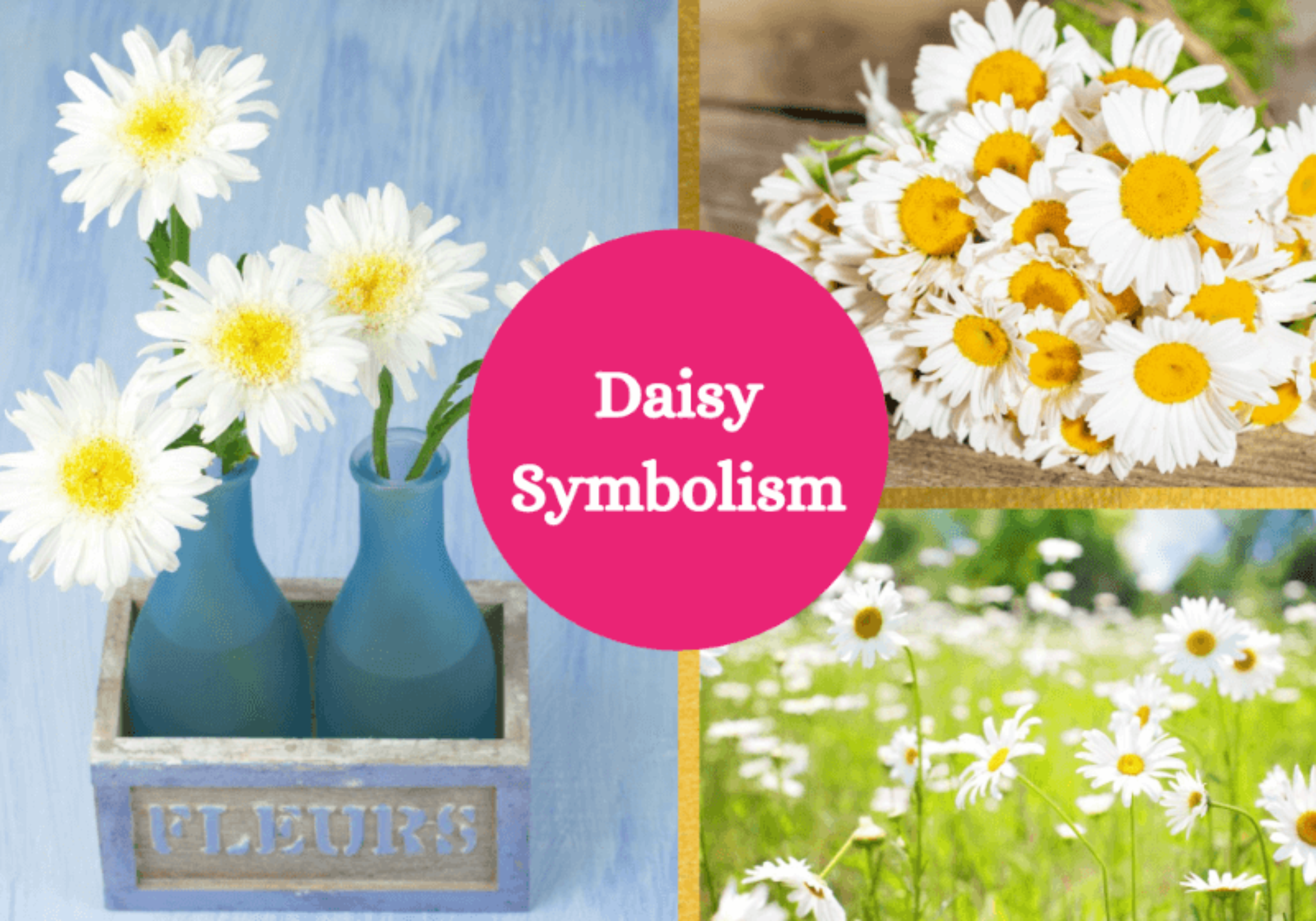 Daisy - Symbolism and Meaning - Symbol Sage