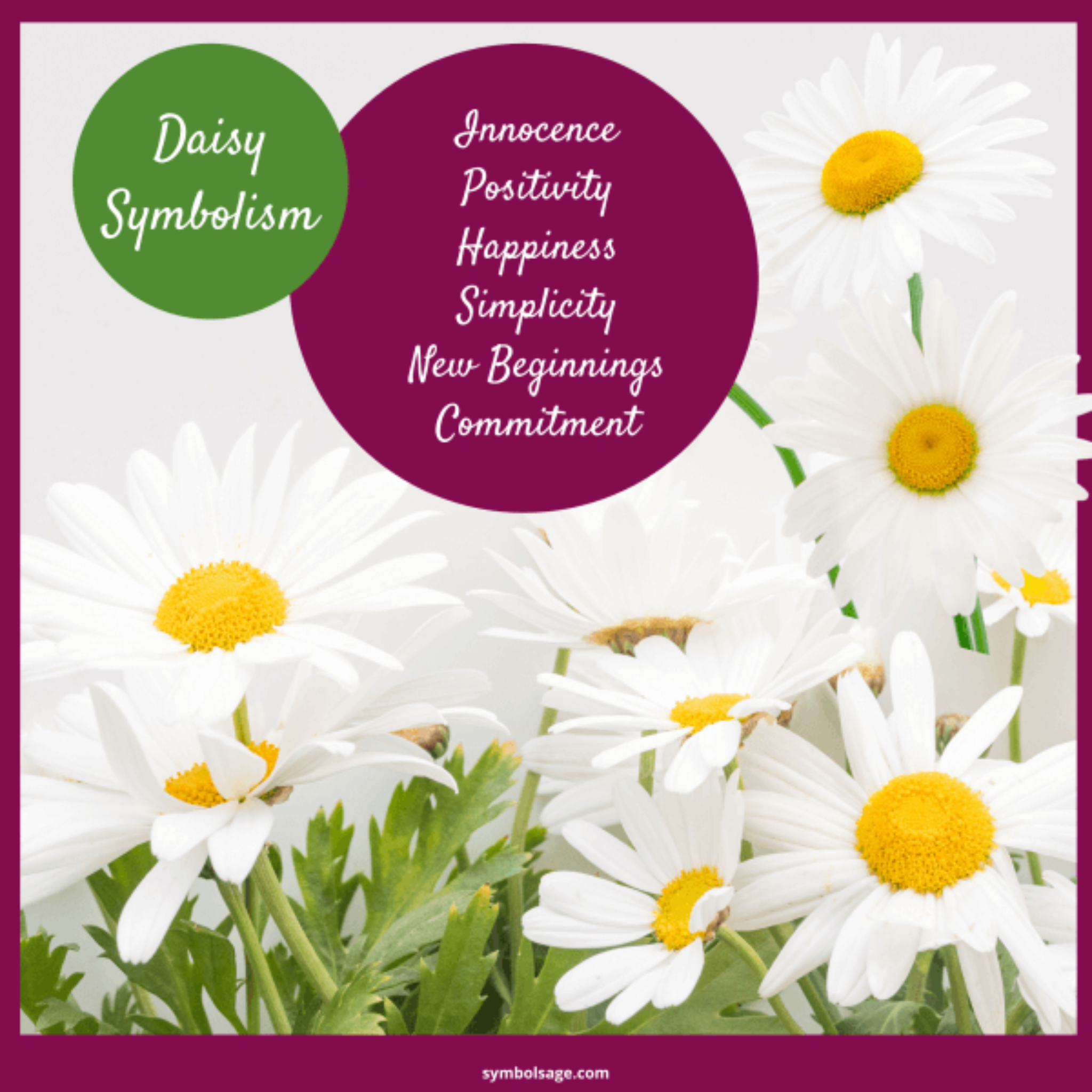 Daisy - Symbolism and Meaning - Symbol Sage