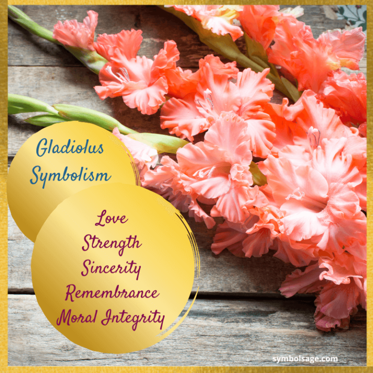 Gladiolus – Symbolism and Meaning - Symbol Sage