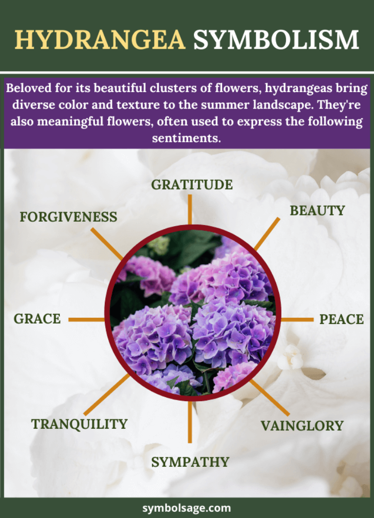 Hydrangeas Flower – Symbolism and Meaning - Symbol Sage
