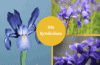 Iris – Symbolism and Meaning - Symbol Sage