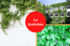Ivy – Symbolism and Meaning - Symbol Sage