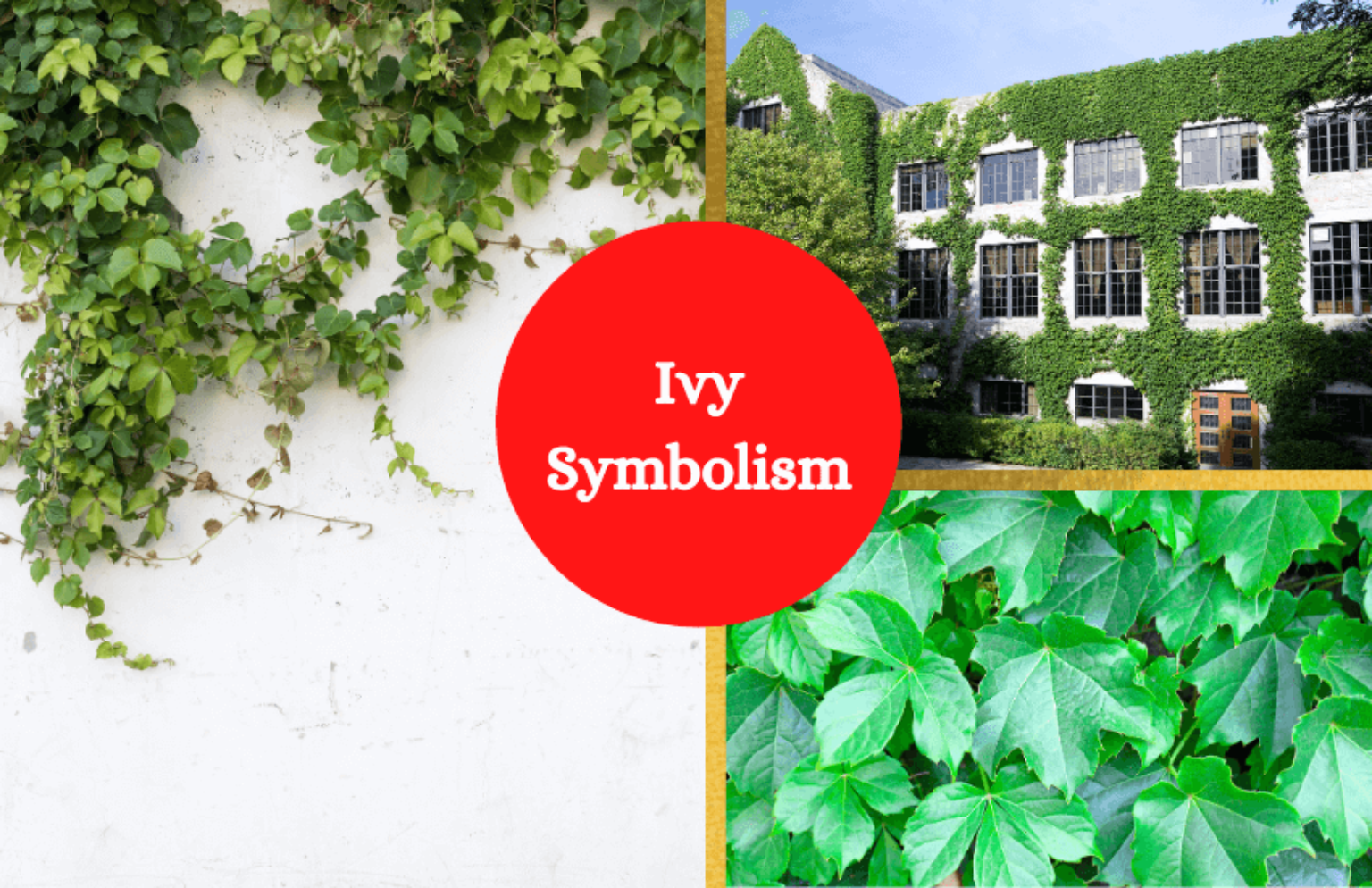 Ivy – Symbolism and Meaning - Symbol Sage