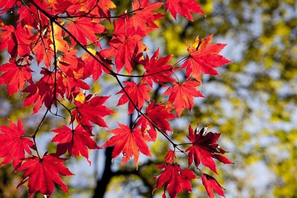 Symbolism Of Leaves And What They Mean Symbol Sage Symbolism Of Leaves And What They Mean Symbol Sage