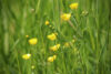 Ranunculus – Symbolism and Meaning - Symbol Sage