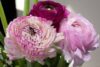 Ranunculus – Symbolism and Meaning - Symbol Sage