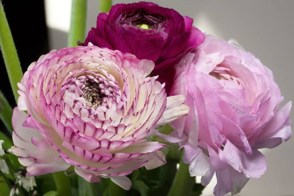 25 Flowers Symbolizing Happiness and Joy