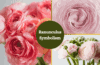 Ranunculus – Symbolism and Meaning - Symbol Sage