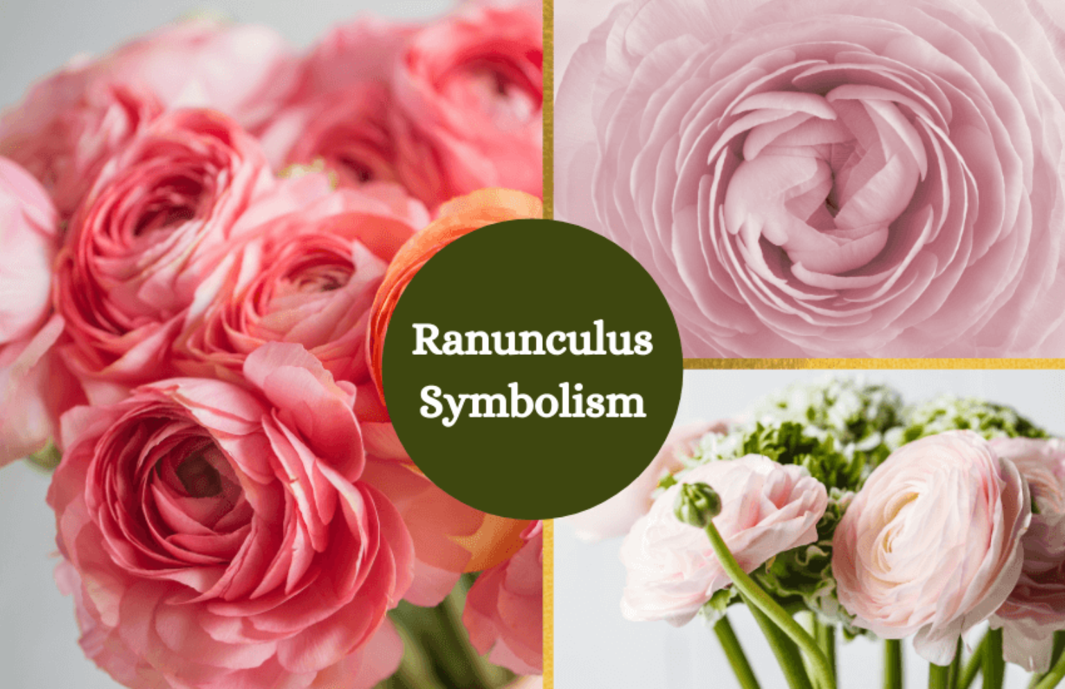 Ranunculus – Symbolism and Meaning - Symbol Sage