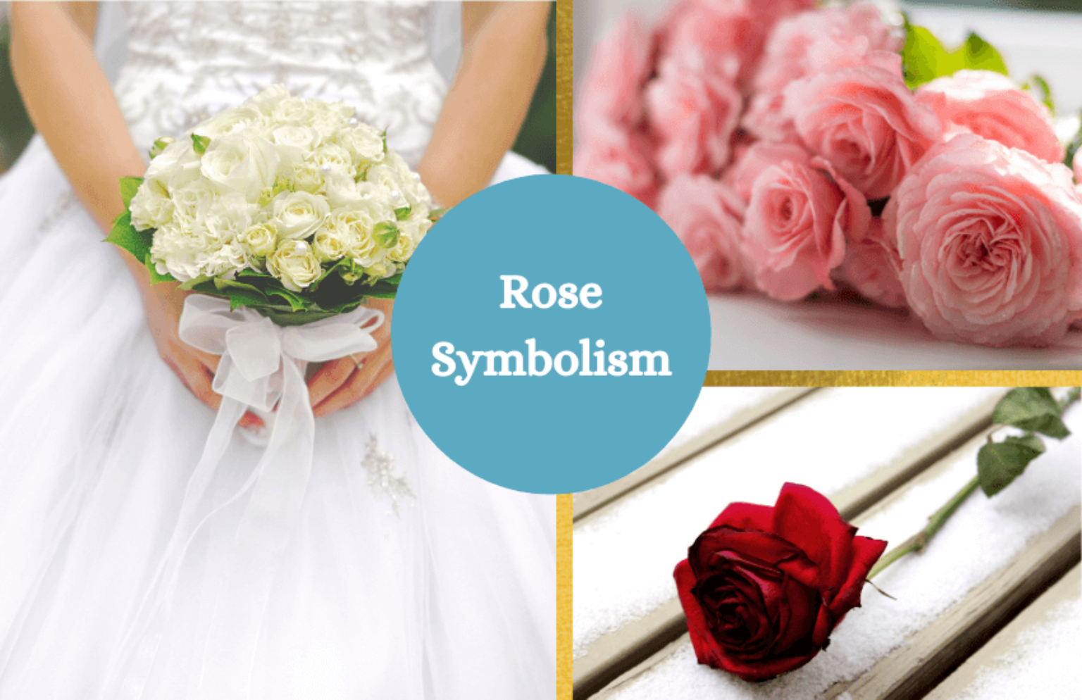 Rose – Symbolism and Meaning - Symbol Sage