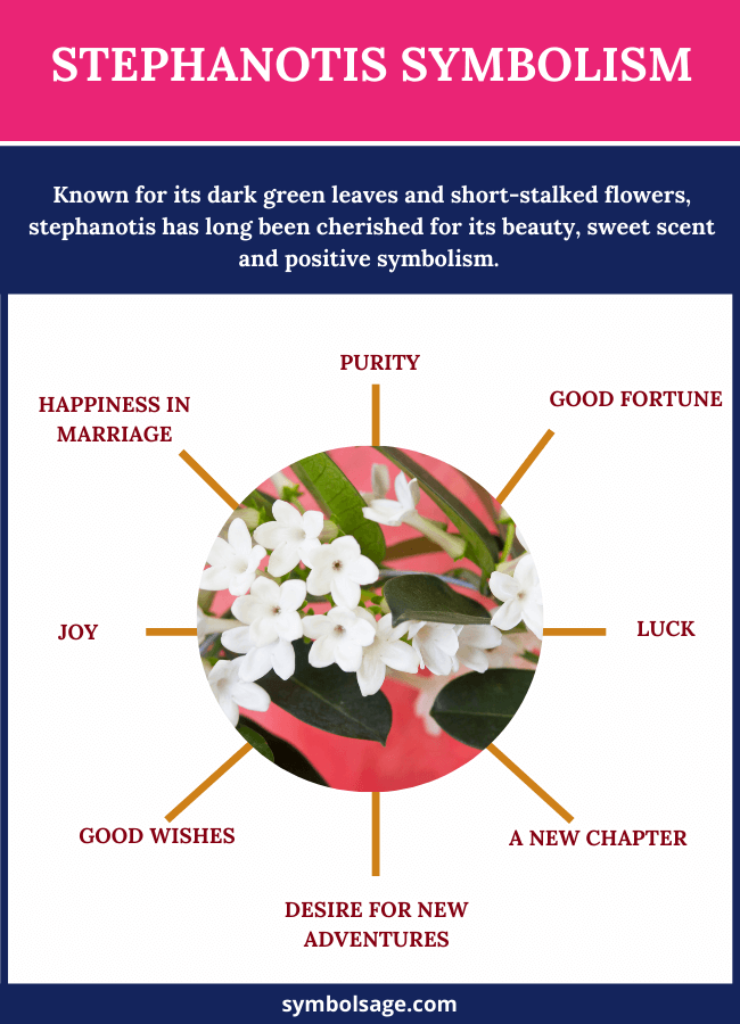 Stephanotis – Symbolism and Meaning - Symbol Sage
