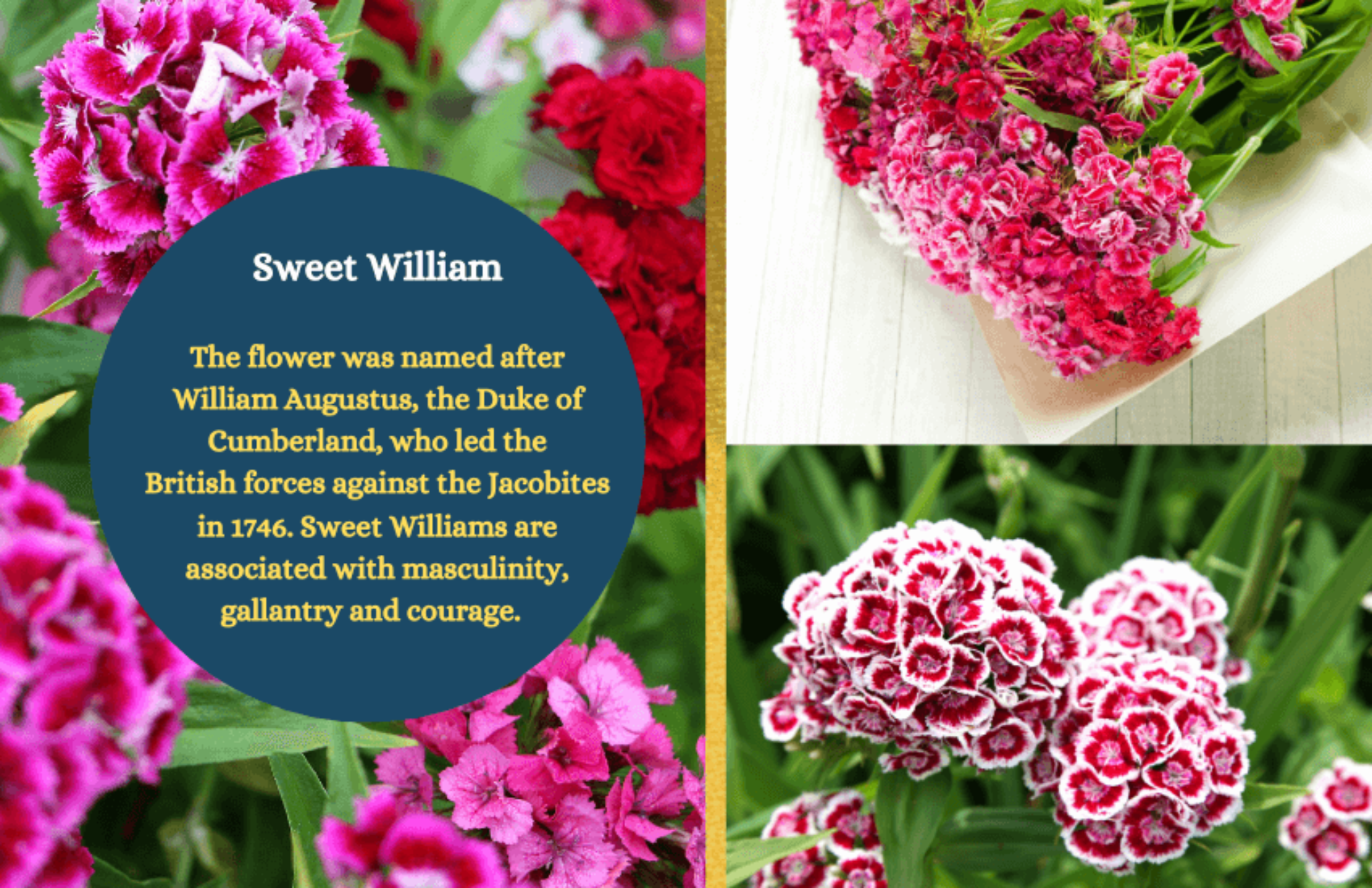 Sweet William Meaning and Symbolism - Symbol Sage