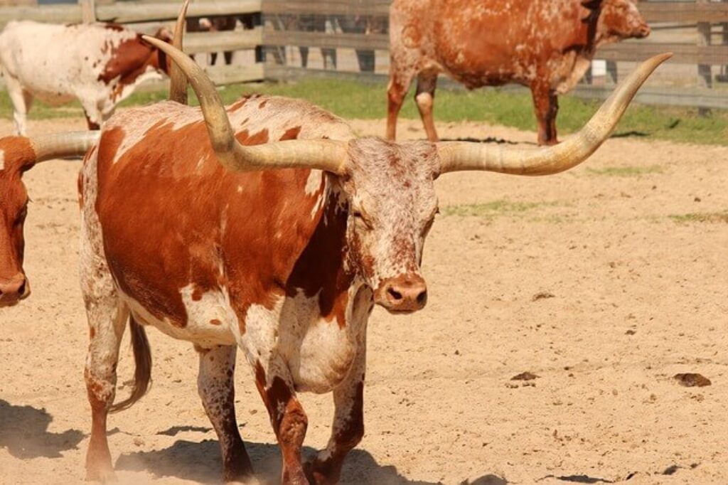 Symbols of Texas: Uncovering the State's Cultural Icons - Symbol Sage