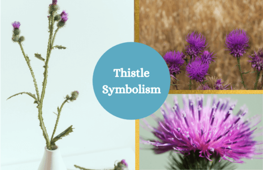 The Thistle: A Symbol of Toughness in Scottish Tradition - Symbol Sage