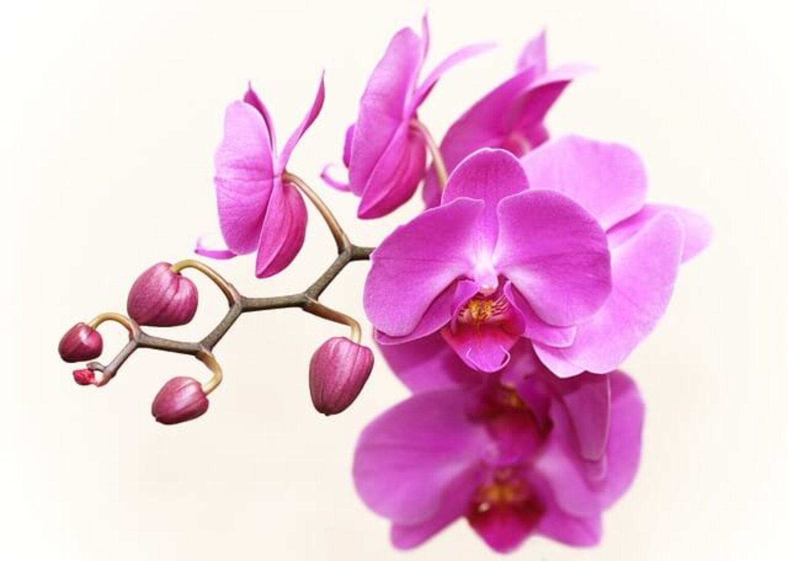 Orchids – Symbolism and Meaning - Symbol Sage