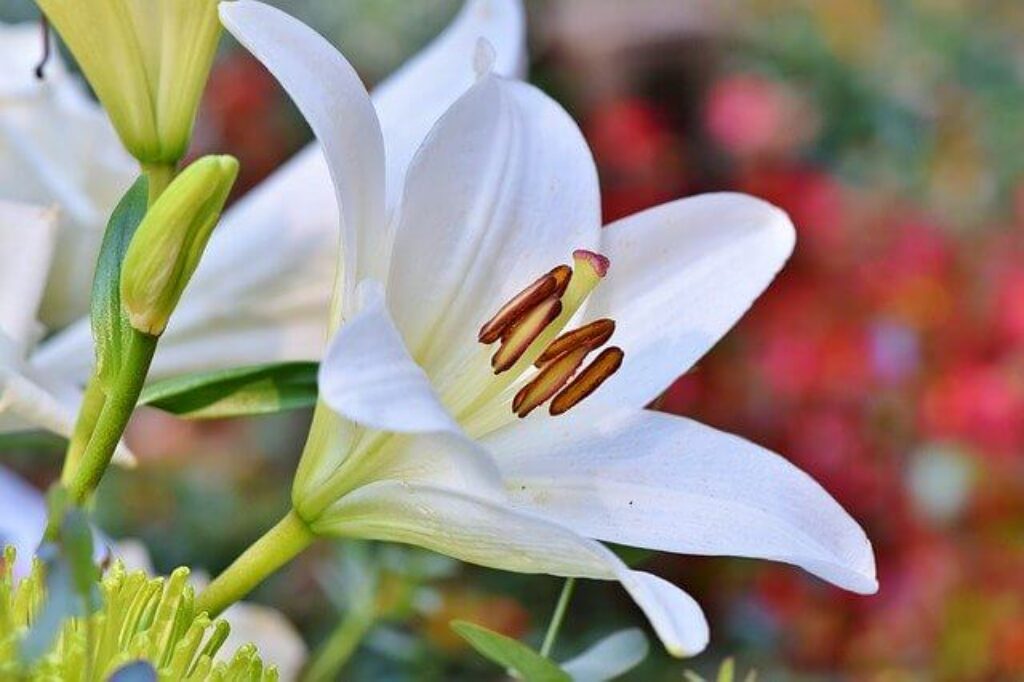Top 25 Flowers that Symbolize Remembrance
