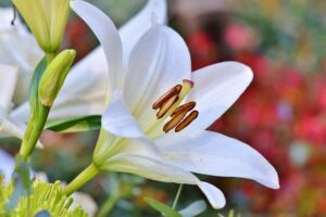 Top 25 Flowers that Symbolize Remembrance
