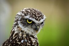 16 Powerful Symbols of Knowledge and Their Meanings