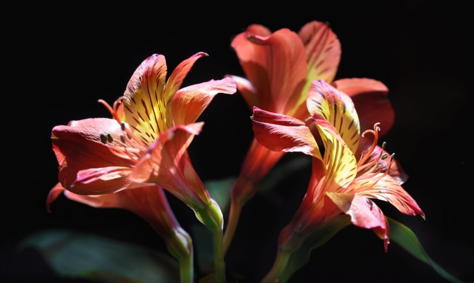 16 Flowers that Symbolize Wealth and Prosperity