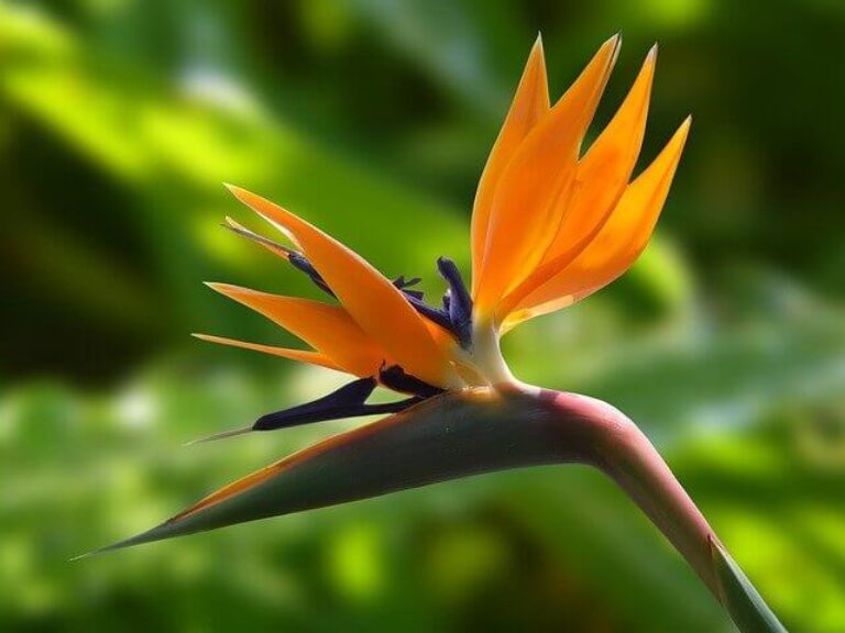 Bird-of-Paradise Flower – Symbolism and Meaning - Symbol Sage