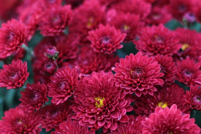 16 Flowers That Mean Romance and Love - Symbol Sage