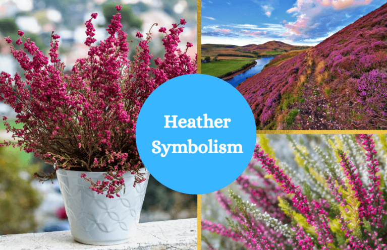 Heather – Symbolism and Meaning - Symbol Sage