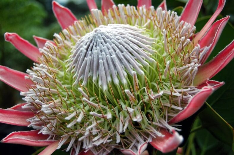Protea Flower – Meaning and Symbolism - Symbol Sage
