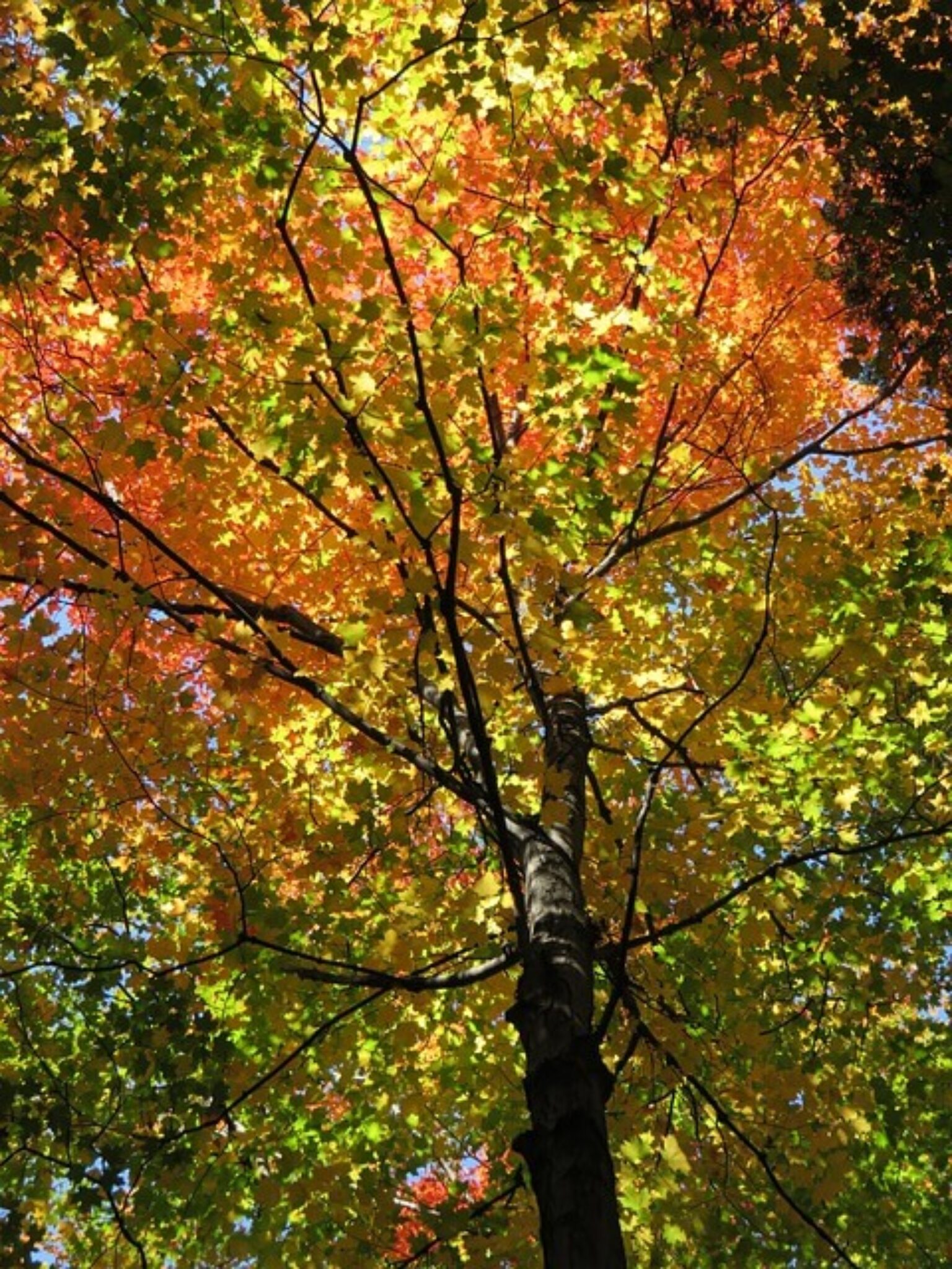 Symbols of West Virginia and What They Mean - Symbol Sage