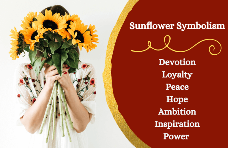 Sunflower – Symbolism and Meaning - Symbol Sage