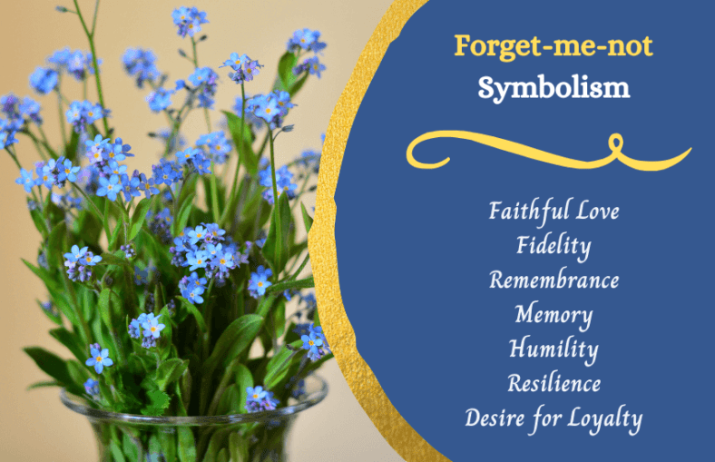 Forget-me-not Flower – Meaning and Symbolism - Symbol Sage