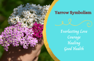 Yarrow Flower – Symbolism and Meaning - Symbol Sage